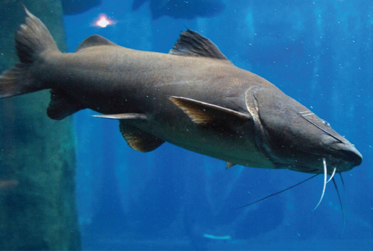 Gilded Catfish Si Lele Coklat Berbobot 50 Kilogram - Nakama Aquatics