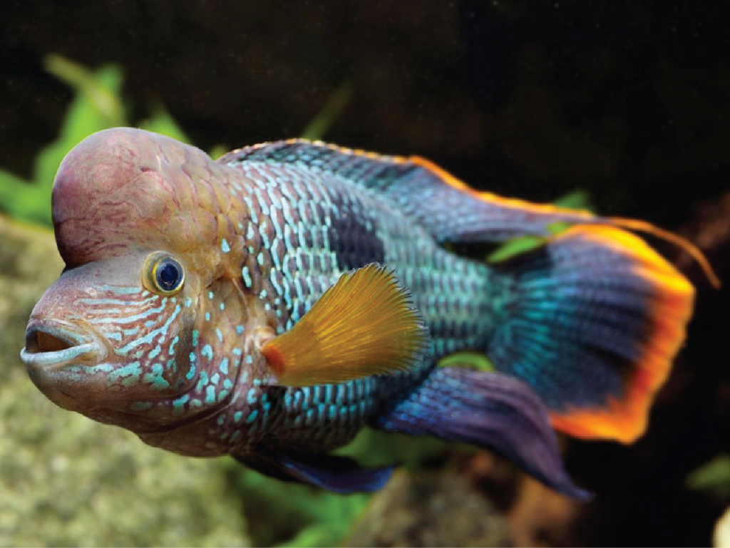 Green Terror Si Ikan Cichlid Paling Galak - Nakama Aquatics