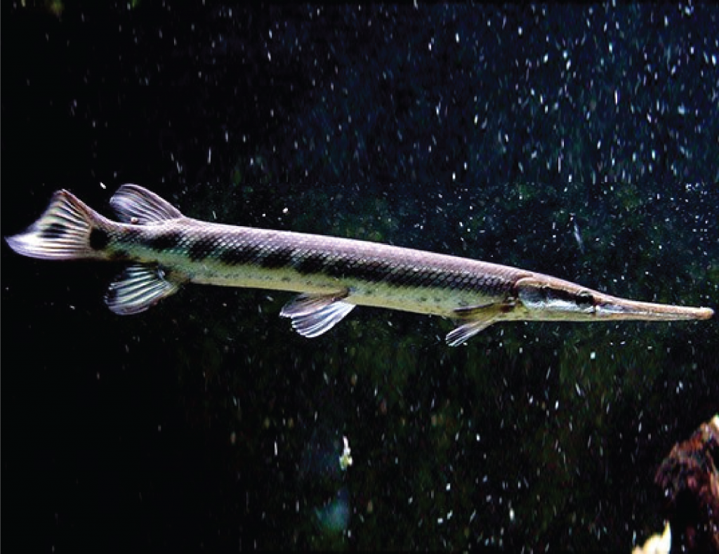 Shortnose Gar Si Ikan Buaya Bermulut Pendek - Nakama Aquatics