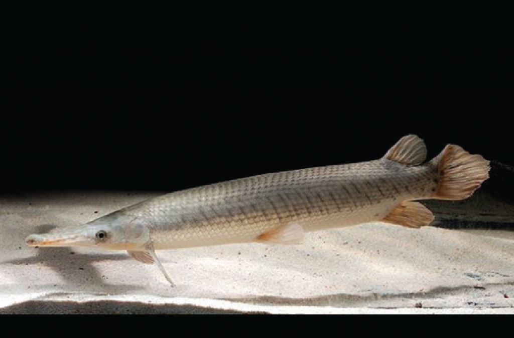 Catatan khusus Shortnose Gar - Nakama Aquatics