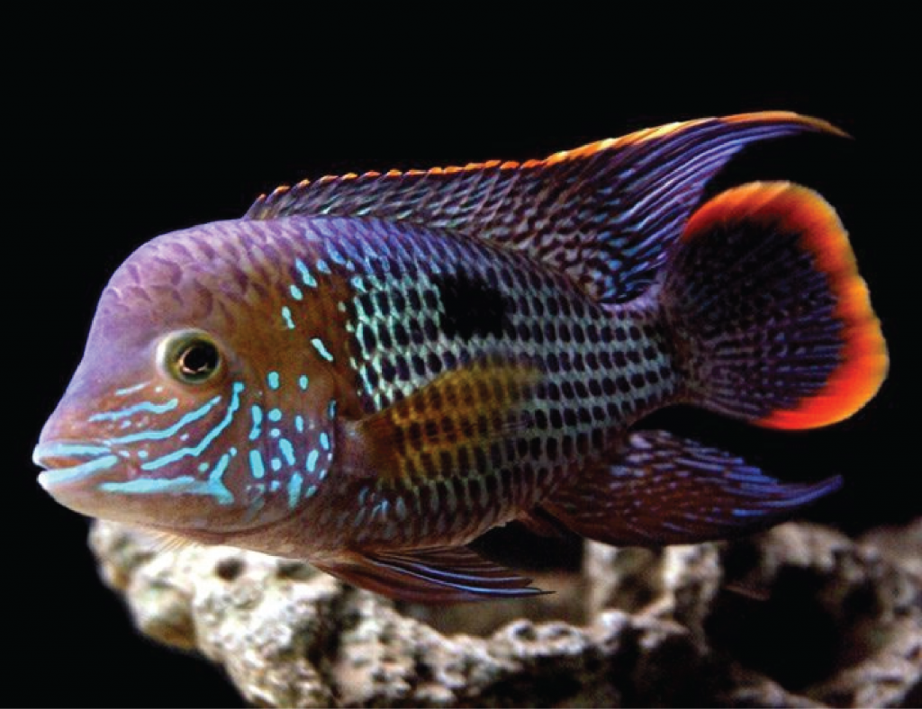 Green Terror Si Ikan Cichlid yang Paling Galak - Nakama Aquatics