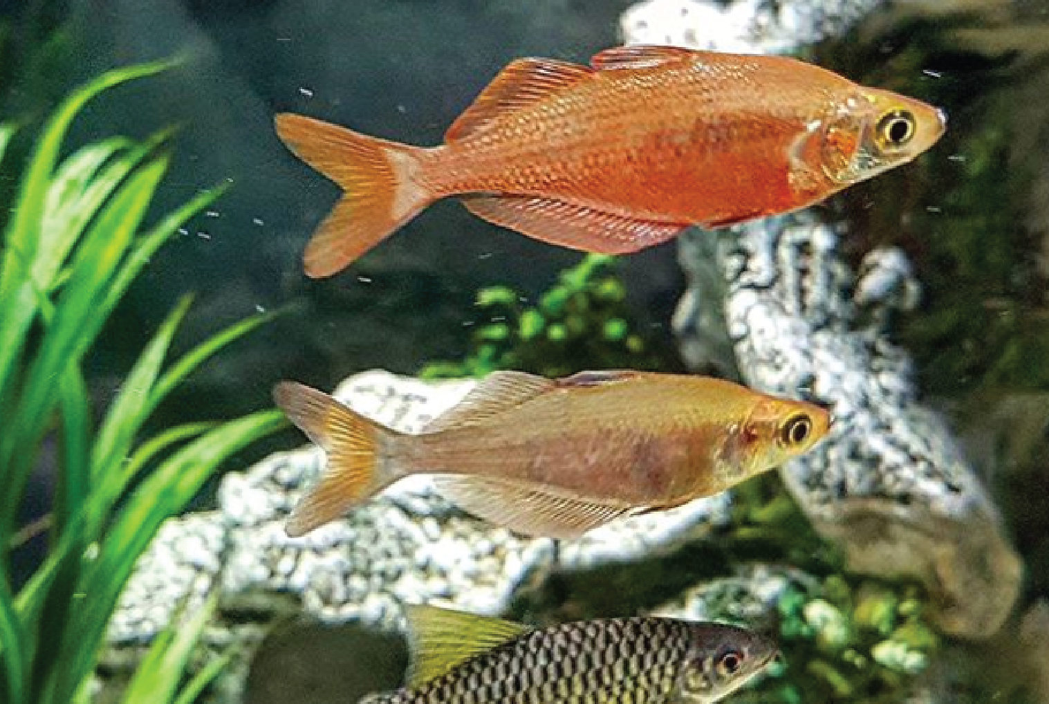 Red Rainbowfish Si Ikan Pelangi Merah Asal Papua - Nakama Aquatics
