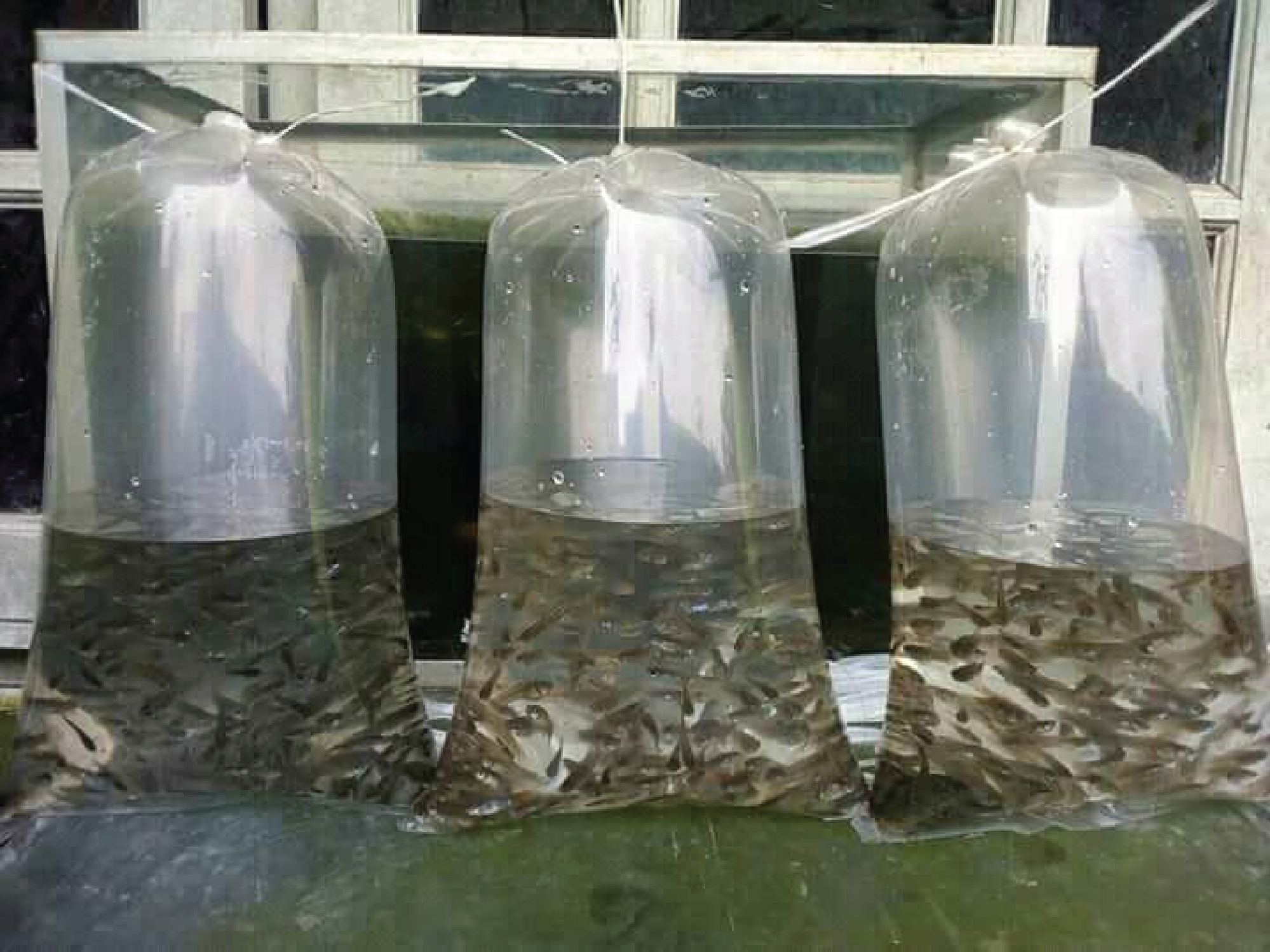 Ikan Mati? Begini 5 Tips Mencari Penyebabnya!! - Nakama Aquatics