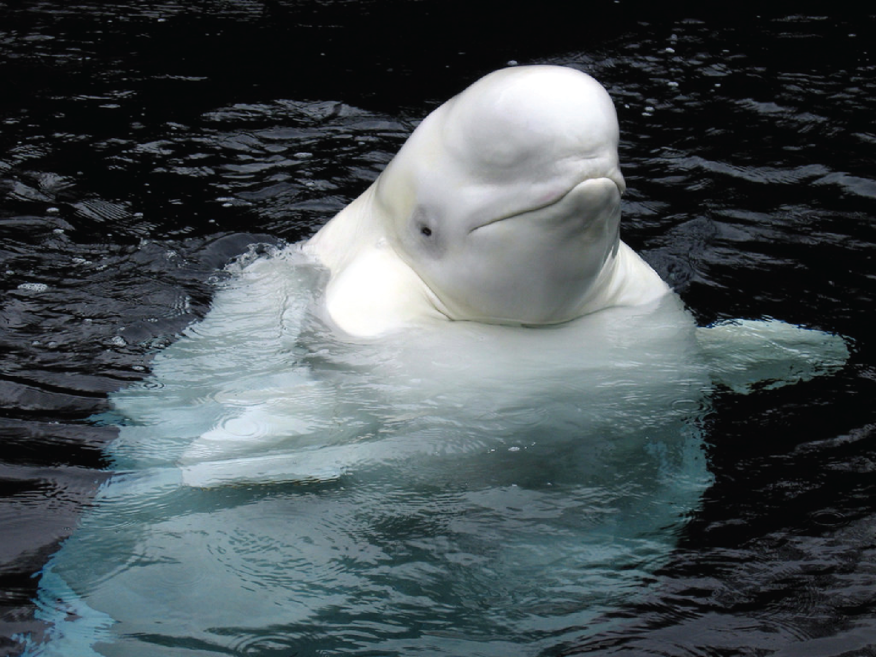 Paus Beluga Si Paus Putih Berotot yang Sangat Cerdas - Nakama Aquatics