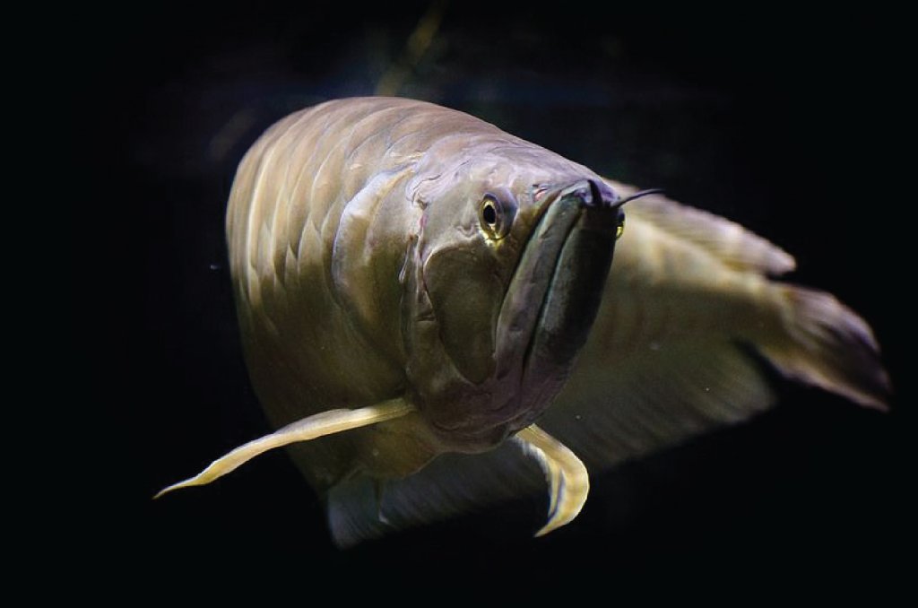 Silver Arowana Si Ikan Naga Berlapis Perak dari Amerika Selatan ...