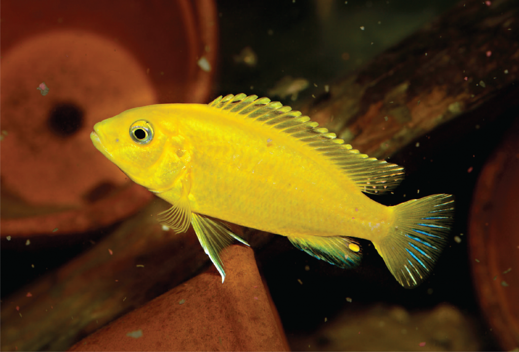 Lemon Cichlid Si Ikan Kuning Berkilau yang Suka Jahil - Nakama Aquatics