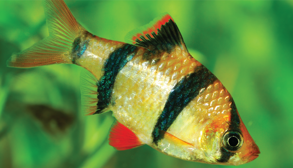 Tiger Barb Si Ikan Sumatera yang Bisa Bersihin Lumut - Nakama Aquatics
