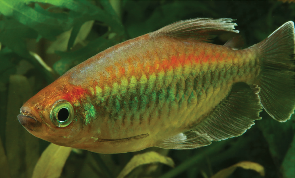 Congo Tetra Si Ikan Cilik yang Tangguh dari Afrika - Nakama Aquatics
