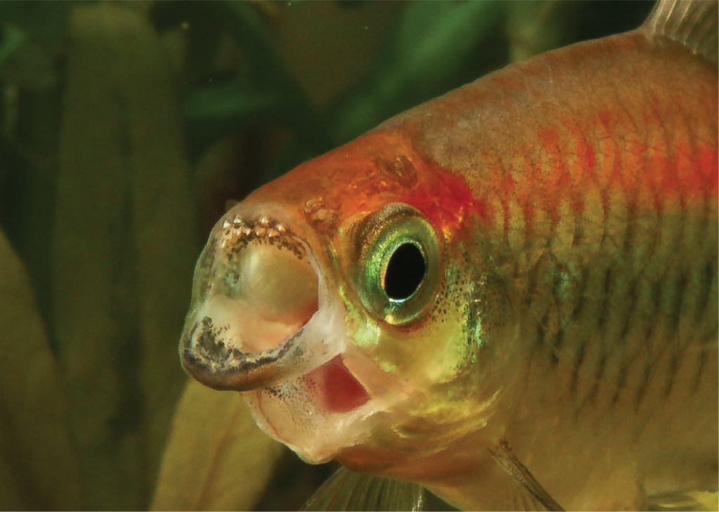 Congo Tetra Si Ikan Cilik yang Tangguh dari Afrika - Nakama Aquatics