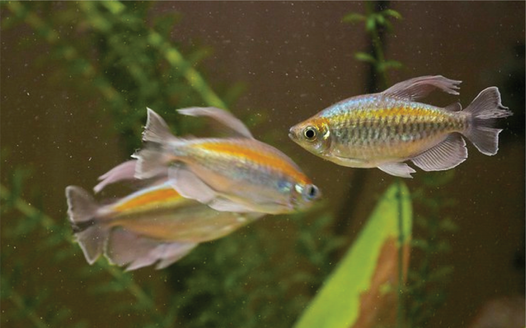 Congo Tetra Si Ikan Cilik yang Tangguh dari Afrika - Nakama Aquatics