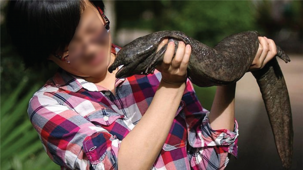 Chinese Giant Salamander Si Hewan Air Amfibi Terbesar di Dunia - Nakama ...