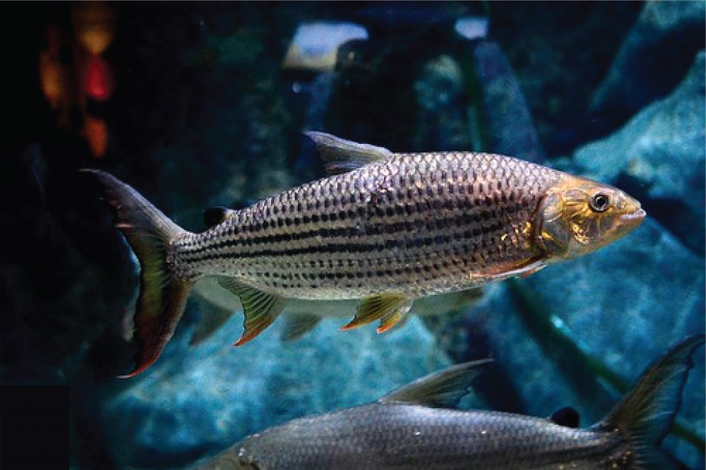 Ikan yang Memakan Burung Terbang?! Inilah Ikan African Tigerfish ...