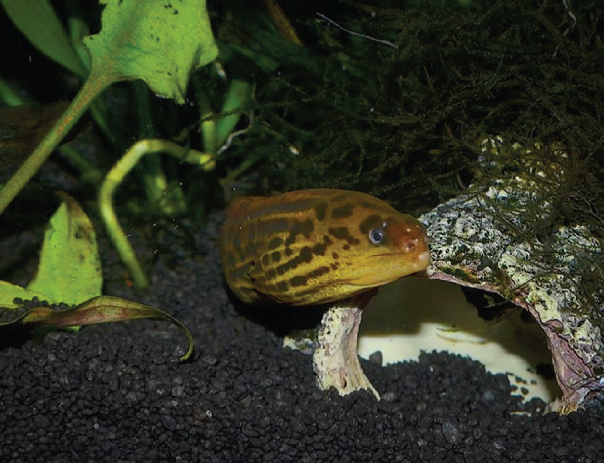 Tiger Moray Eel Si Belut Laut yang Dipelihara di Air Tawar - Nakama ...