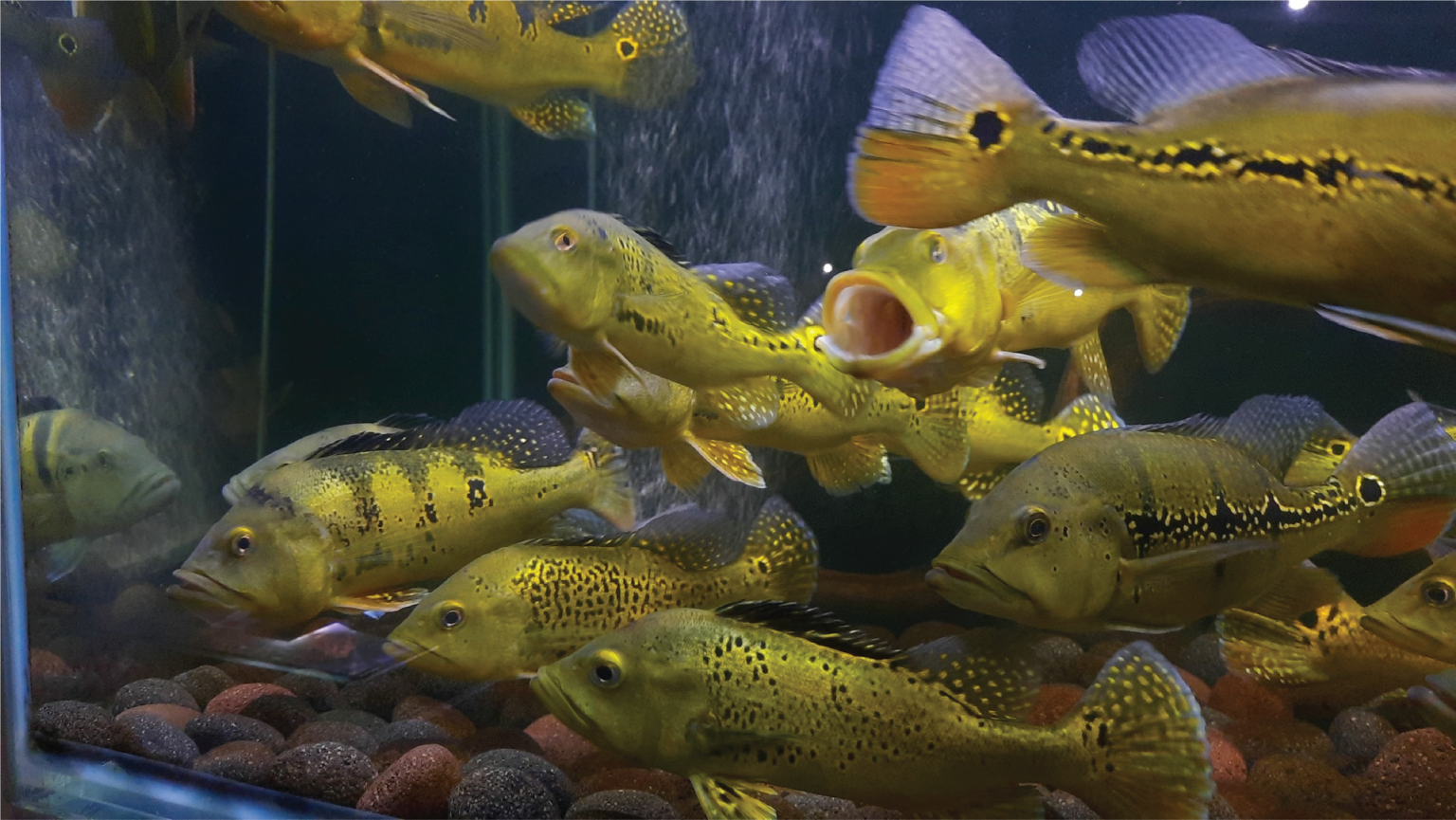 3 Tips Rahasia Mencerahkan Warna Ikan Peacock Bass - Nakama Aquatics
