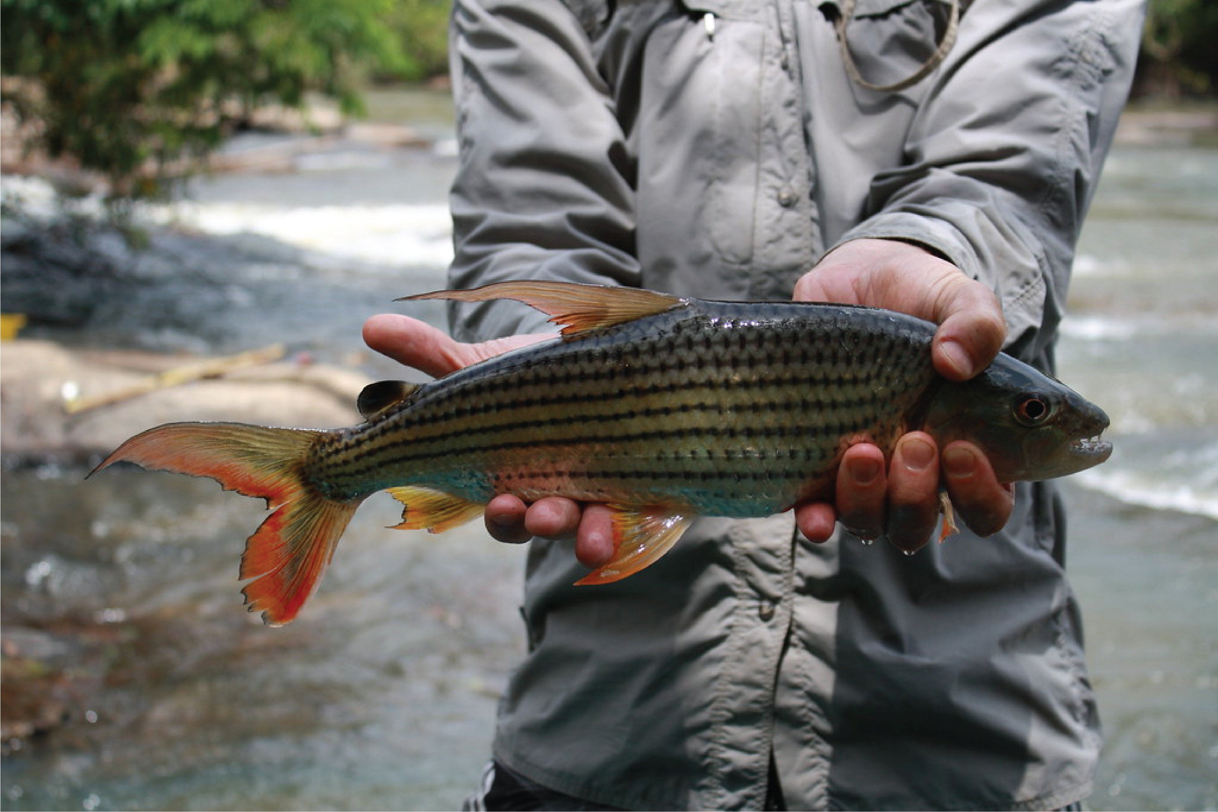 Ikan yang Memakan Burung Terbang?! Inilah Ikan African Tigerfish ...