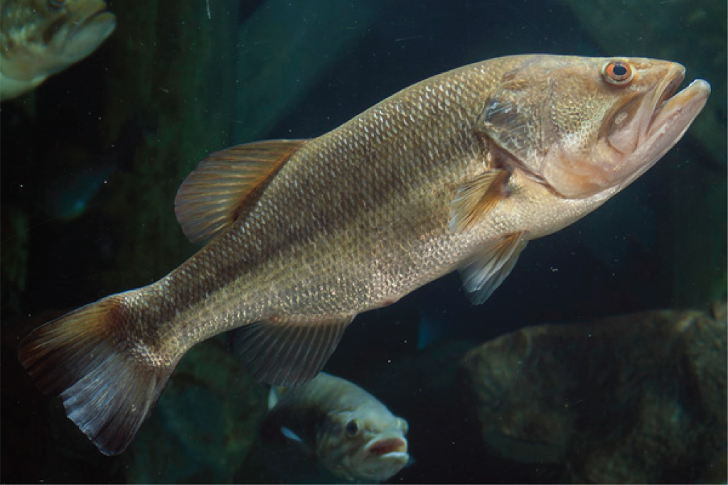 Largemouth Bass Si Ikan Karnivora Sejati Bermulut Besar - Nakama Aquatics