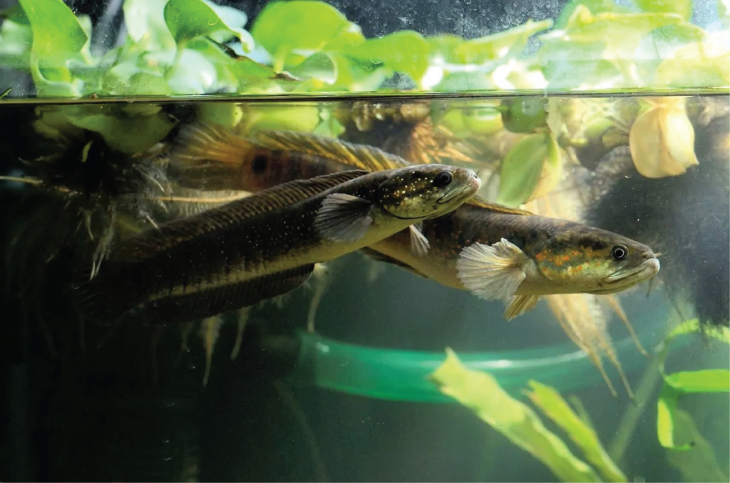 Channa Asiatica Si Ikan Gabus dari Negeri Tirai Bambu - Nakama Aquatics
