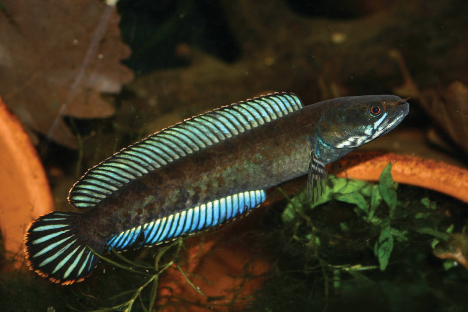 Jarang Tahu! 50 Jenis Ikan Channa / Gabus Terlengkap di Dunia, Ada Apa ...