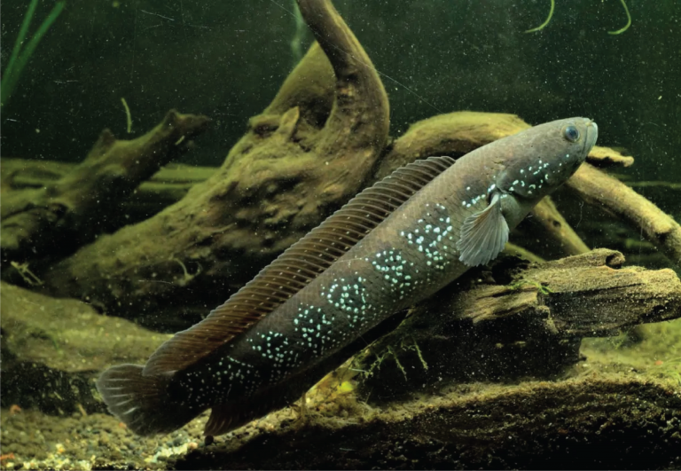 Jarang Tahu! 50 Jenis Ikan Channa / Gabus Terlengkap di Dunia, Ada Apa ...