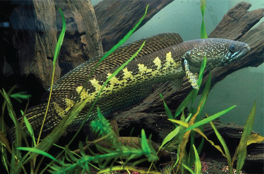 Jarang Tahu! 50 Jenis Ikan Channa / Gabus Terlengkap di Dunia, Ada Apa ...