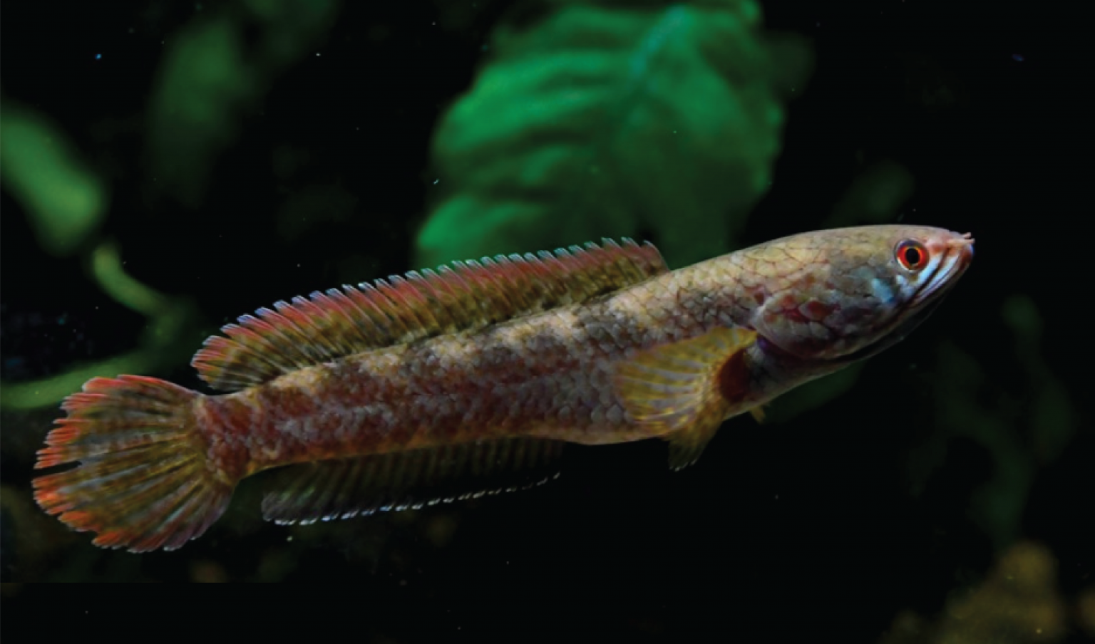 Jarang Tahu! 50 Jenis Ikan Channa / Gabus Terlengkap di Dunia, Ada Apa ...