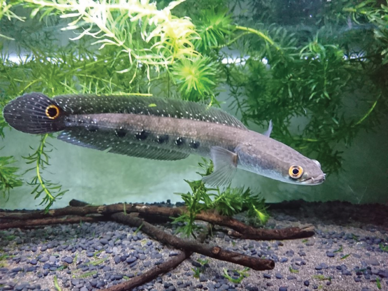 Jarang Tahu! 50 Jenis Ikan Channa / Gabus Terlengkap di Dunia, Ada Apa ...