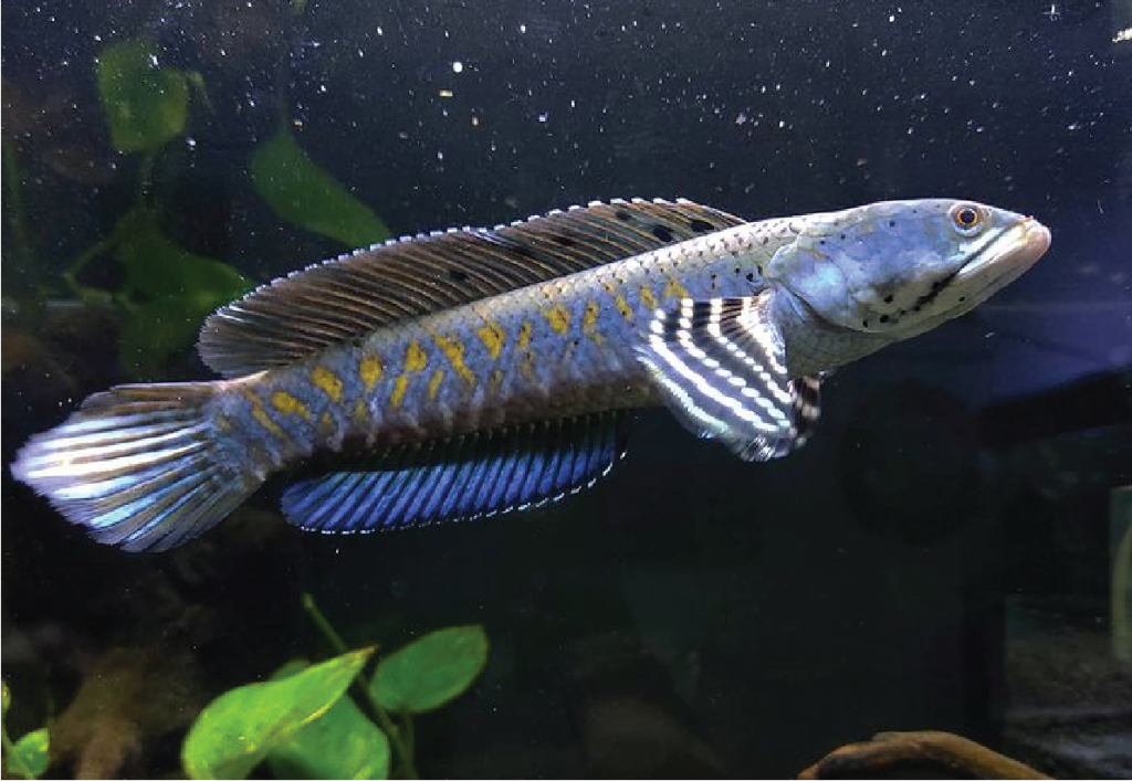 7 Jenis Ikan Channa yang Populer di tahun 2021 dan Harga - Nakama Aquatics