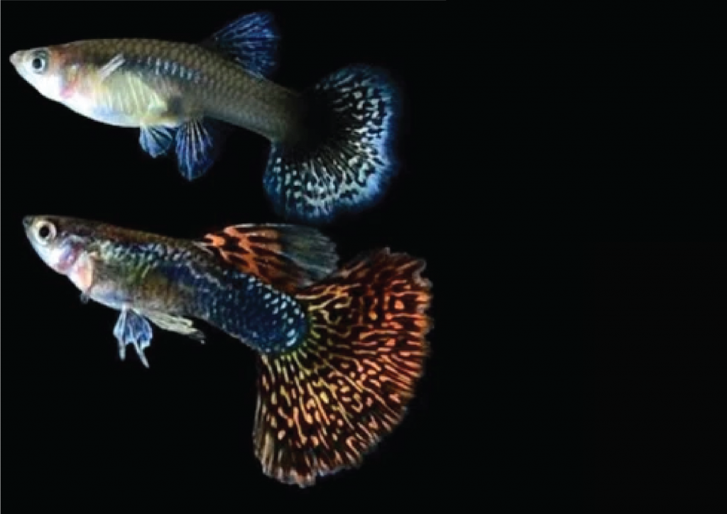 3-red-dragon - Nakama Aquatics