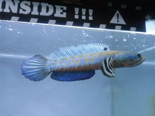 Cara Merawat Channa Pulchra yang Simpel dan Benar - Nakama Aquatics