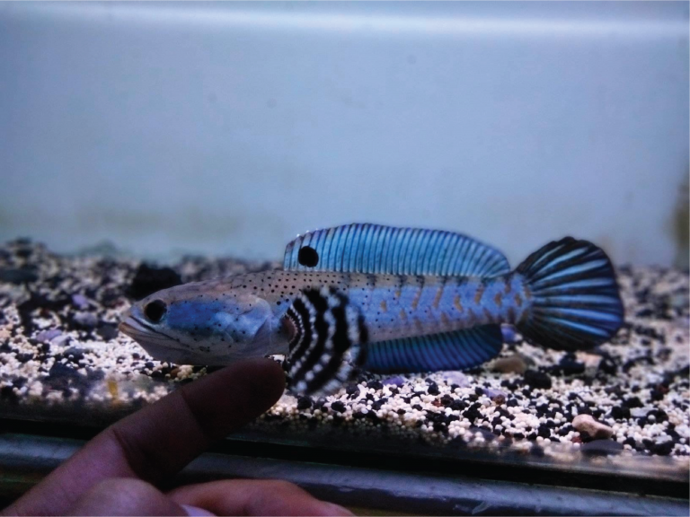 Cara Merawat Channa Pulchra yang Simpel dan Benar - Nakama Aquatics