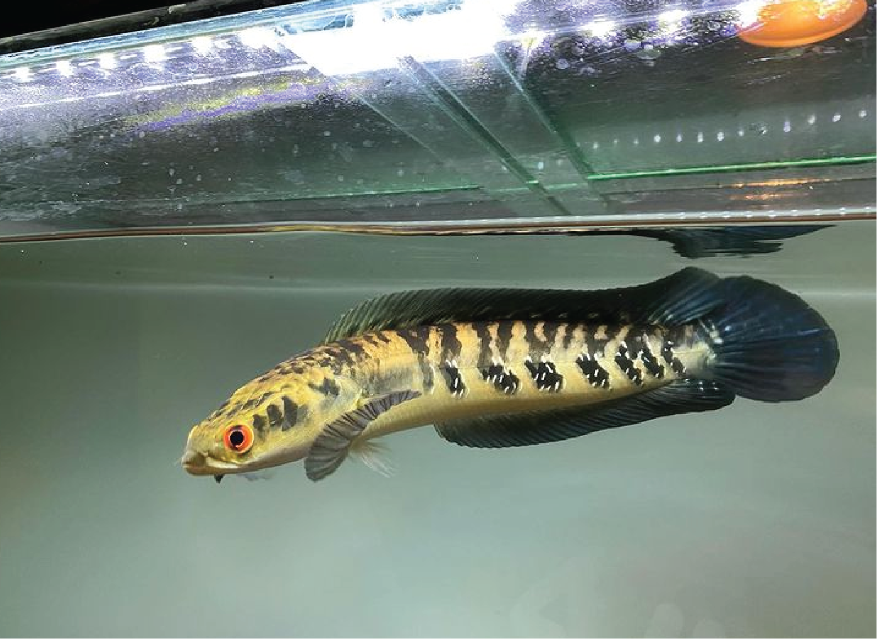 Channa-Marulioides-Si-Ikan-Gabus-Emperor-dengan-Corak-Bunga-Teratai ...