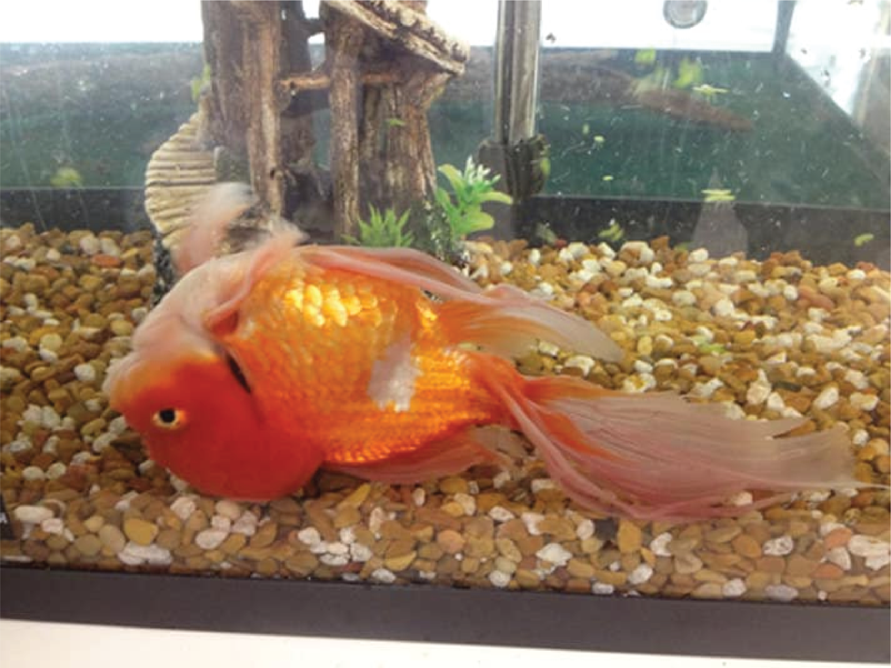 Penyakit Swim Bladder pada Ikan Hias dan Cara Mengobati & Mencegah ...