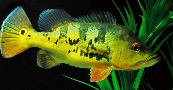 Modal Rp 3 Juta, Bisa Dapat Ikan Apa Aja Ya? Ini Susunan Comtanknya ...