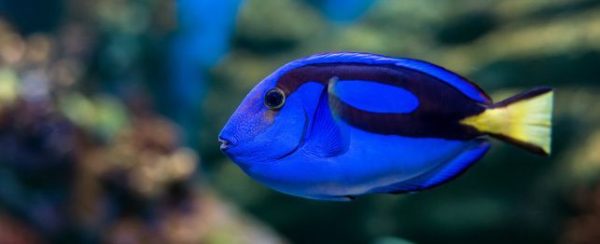 Blue Tang Fish, Sahabat Nemo yang Menggemaskan - Nakama Aquatics