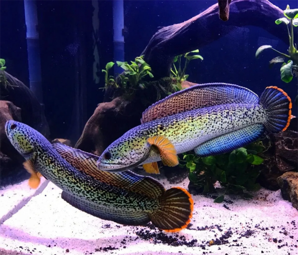 channa barca - Nakama Aquatics