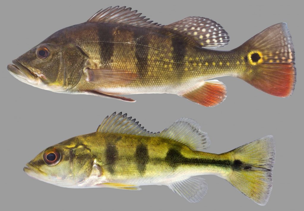 peacock bass - Nakama Aquatics