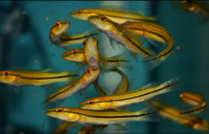 7 Jenis Pike Cichlid, Kembaran Channa Asal Amerika Selatan - Nakama ...