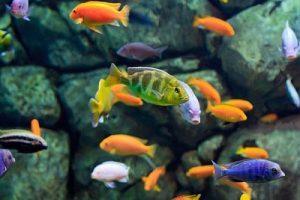 Mengapa Ada Ribuan Jenis Cichlid di Danau Malawi? - Nakama Aquatics